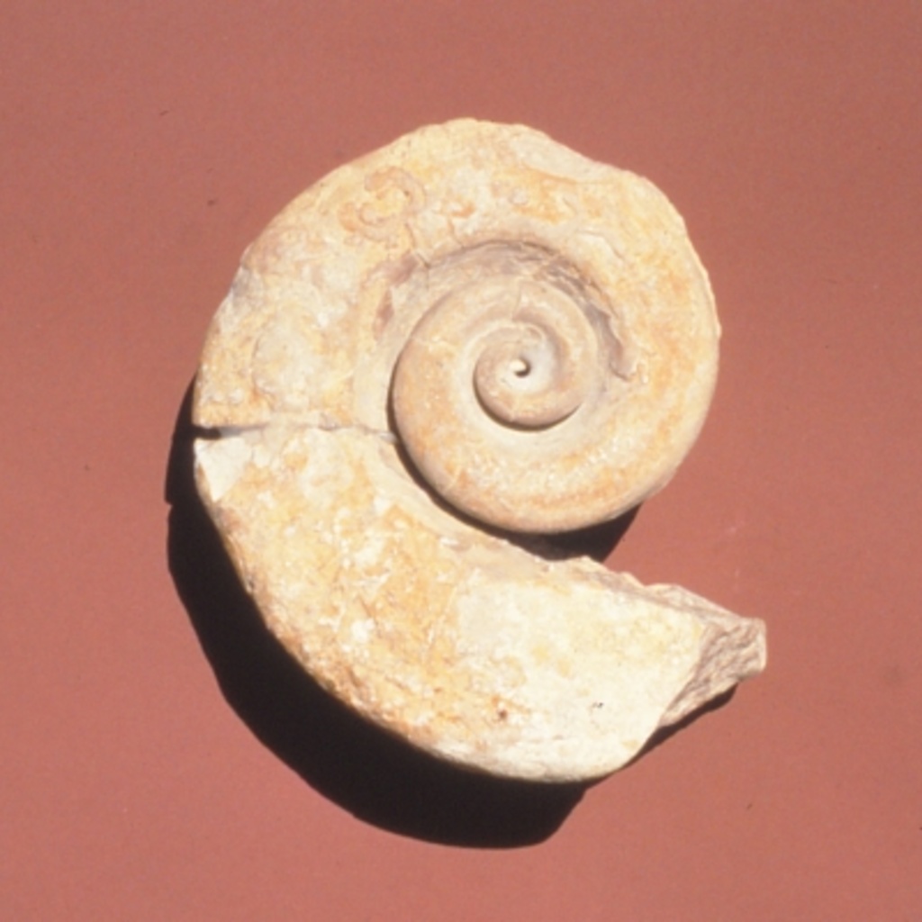 Fossils | Iowa Geological Survey - College of Engineering | The ...