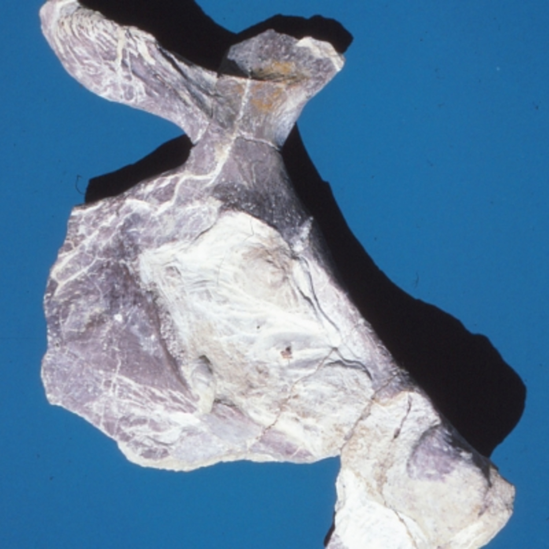 Fossils | Iowa Geological Survey - The University of Iowa