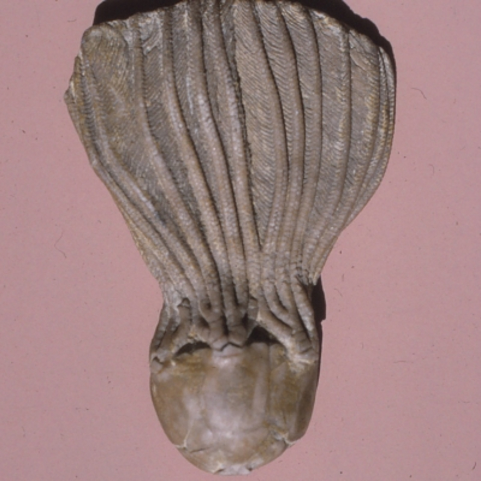 Fossils | Iowa Geological Survey - The University of Iowa