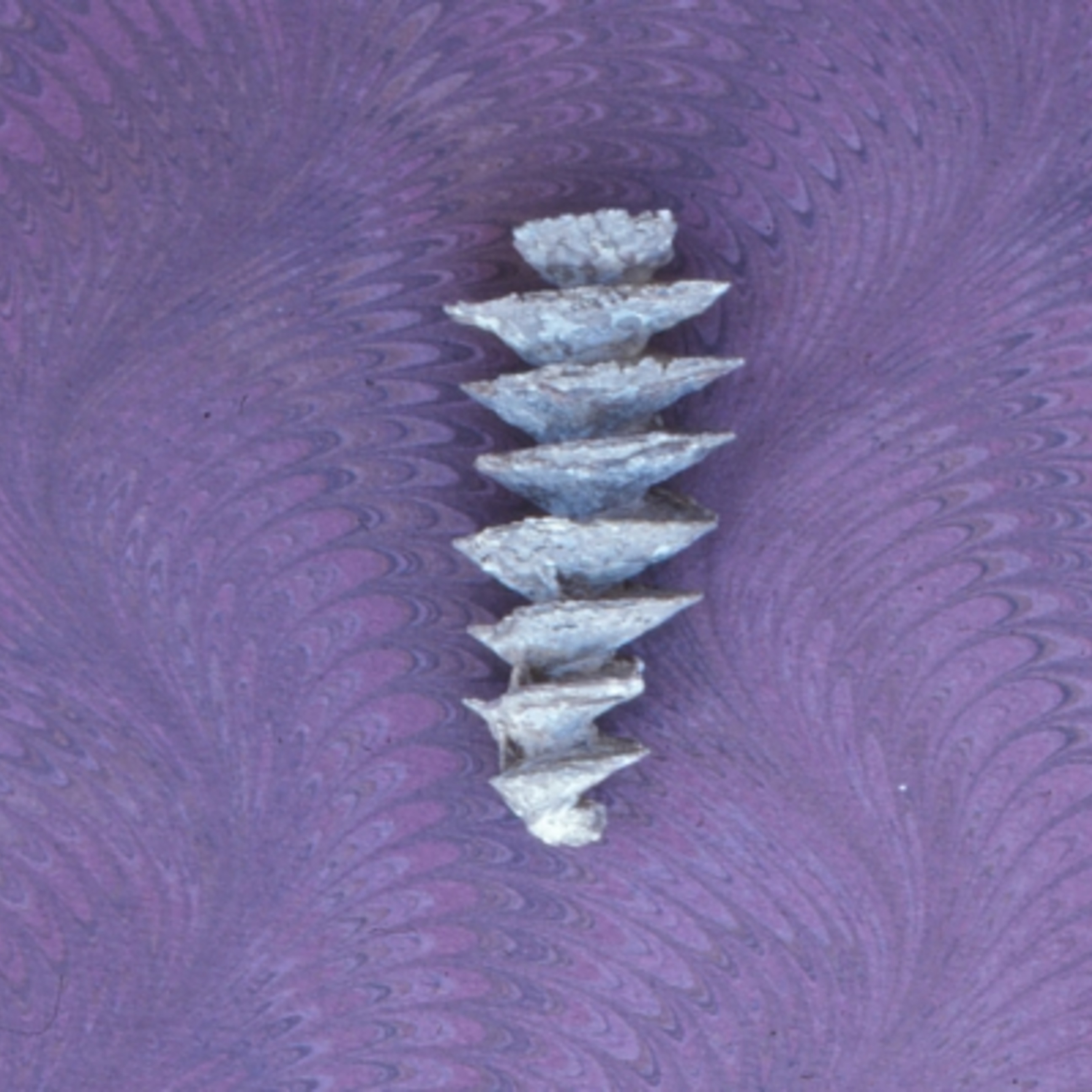 Fossils | Iowa Geological Survey - College of Engineering | The ...