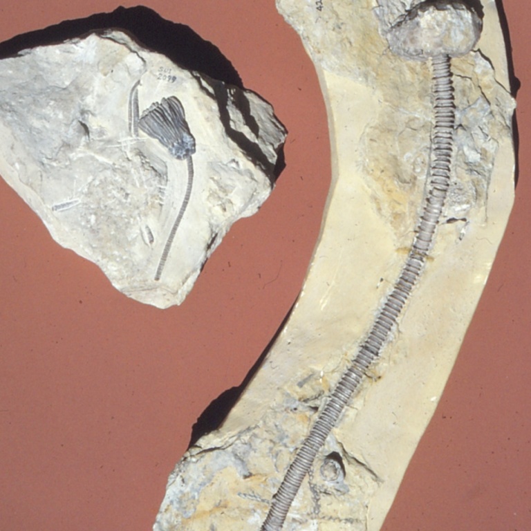 Fossils | Iowa Geological Survey - The University of Iowa