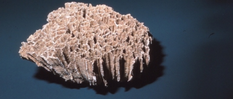 Fossils | Iowa Geological Survey - College of Engineering | The ...