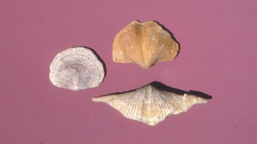 Fossils | Iowa Geological Survey - The University of Iowa