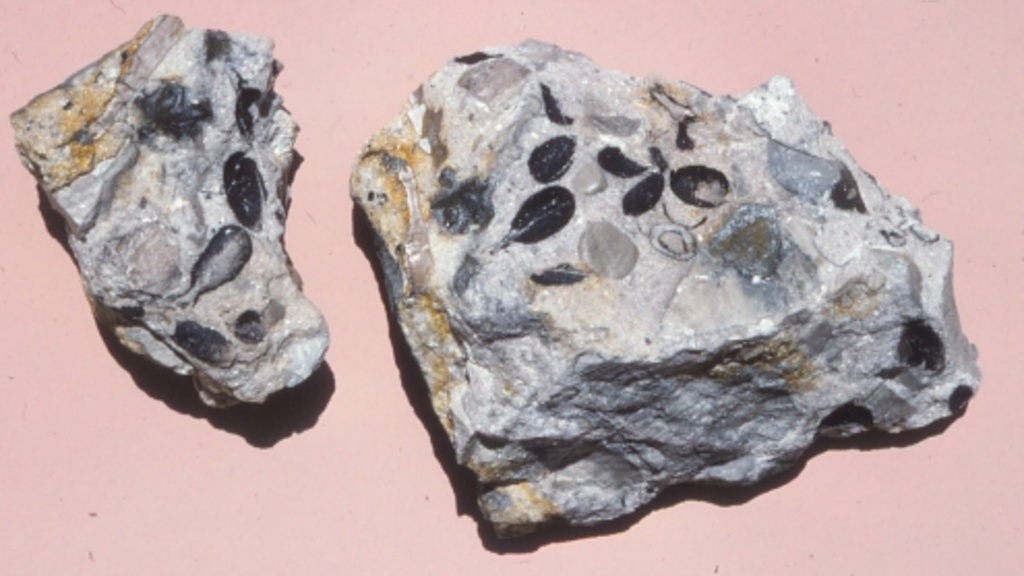 Fossils | Iowa Geological Survey - College of Engineering | The ...