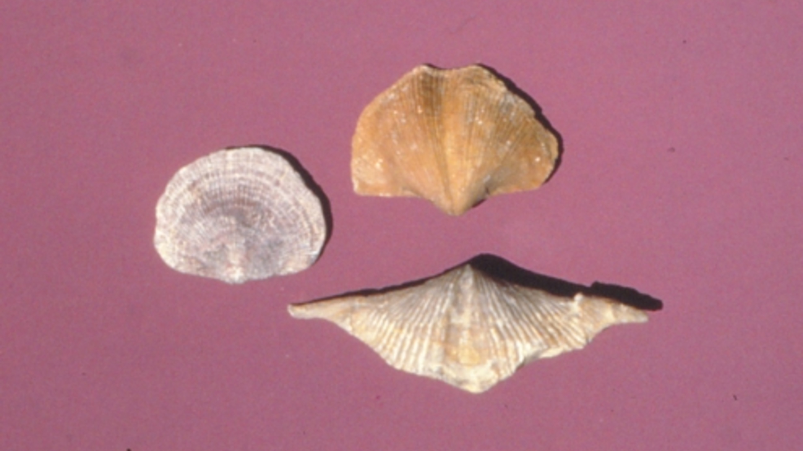 Fossils | Iowa Geological Survey - College of Engineering | The ...