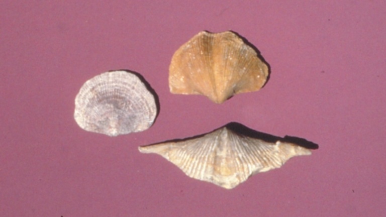 Fossils | Iowa Geological Survey - The University of Iowa