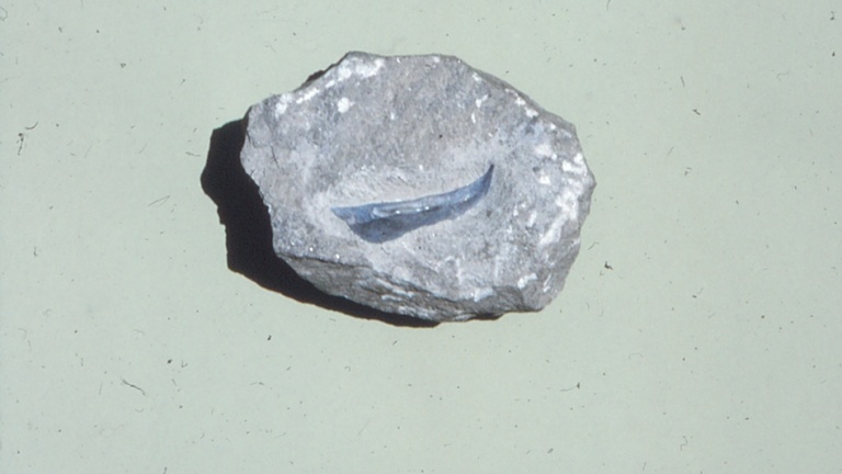 Fossils | Iowa Geological Survey - College of Engineering | The ...